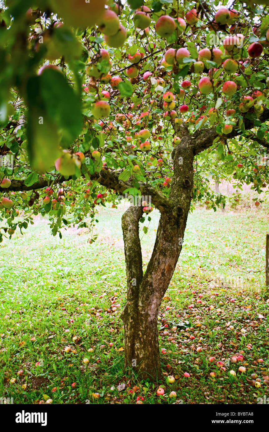 Apple trees in an orchard, with red apples ready for harvest Stock ...
