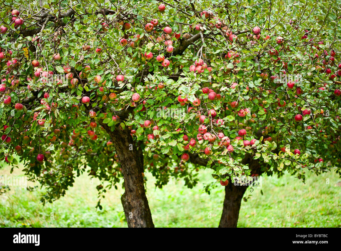 Apple trees in an orchard, with red apples ready for harvest Stock ...