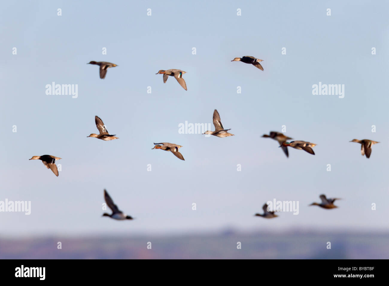 Teal; Anas crecca; flock in flight Stock Photo - Alamy