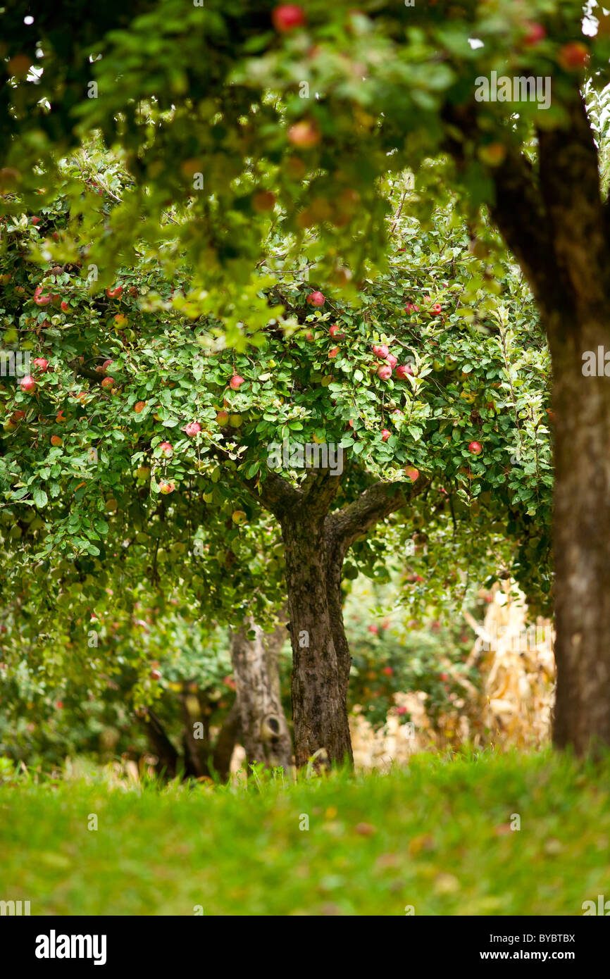 Apple trees in an orchard, with red apples ready for harvest Stock ...