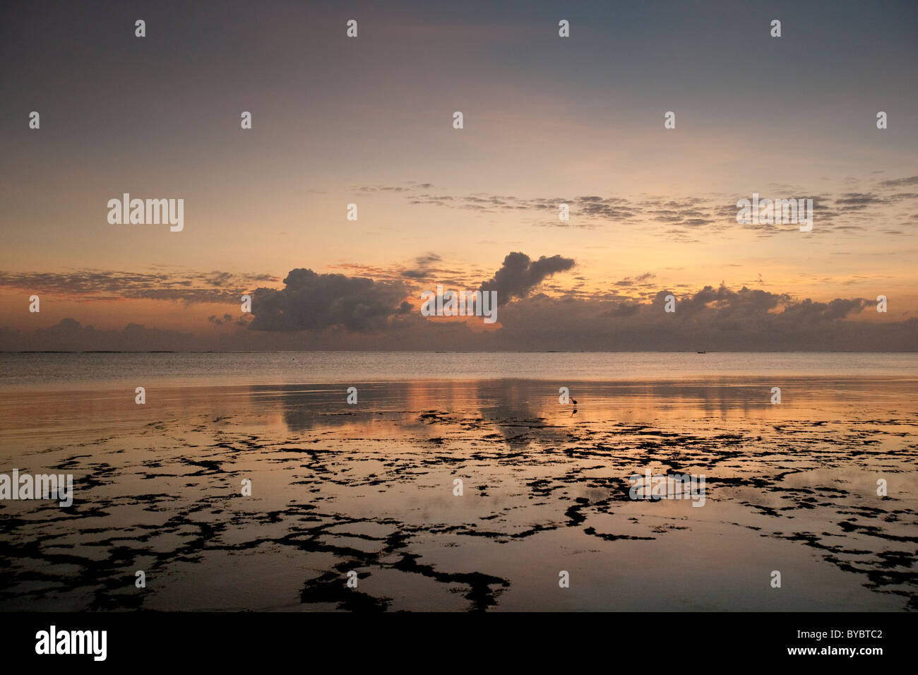 Zanzibar beach seaweed in indian hi-res stock photography and images ...