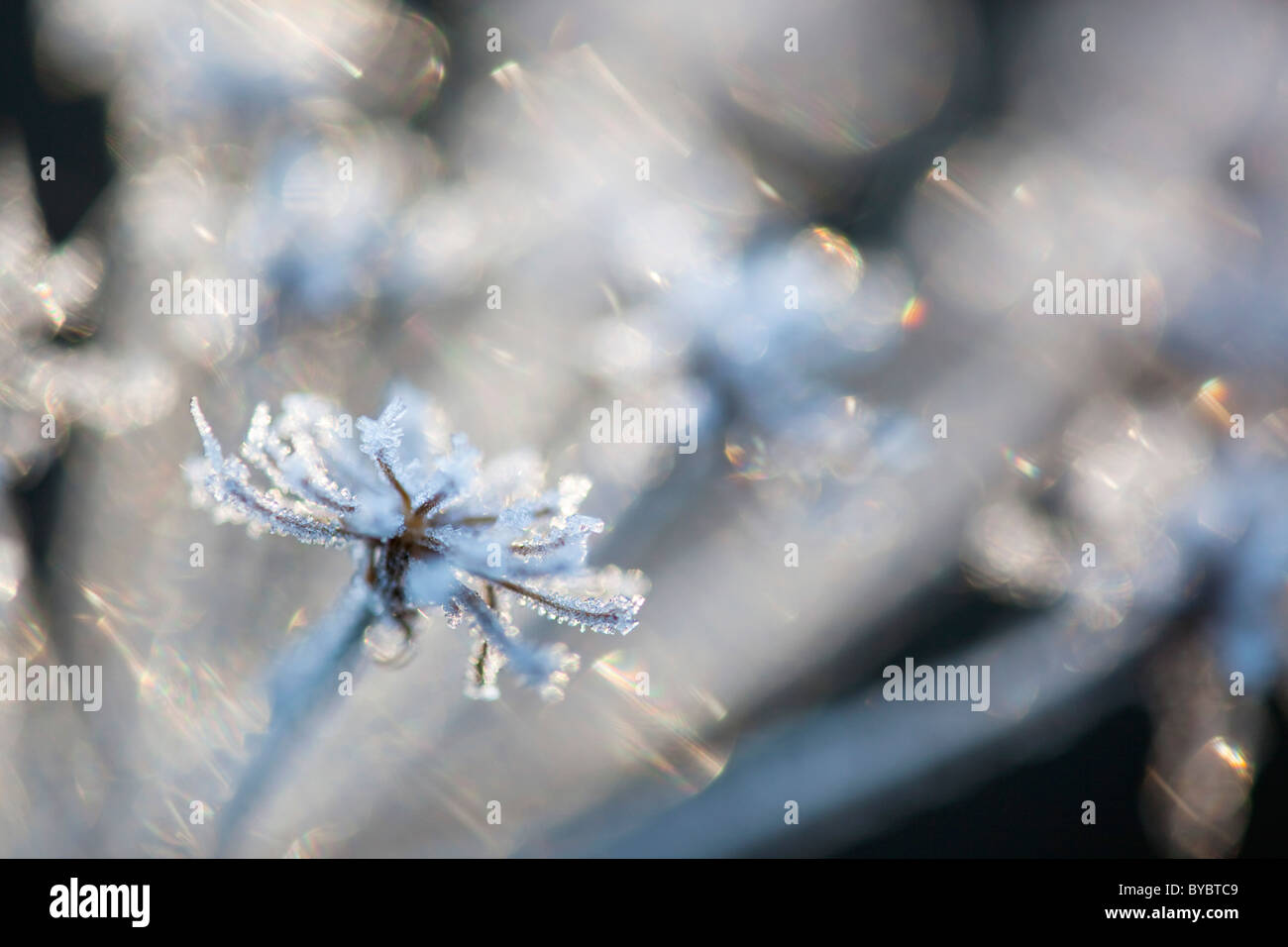 Umbellifer Seed Head in frost; winter; Cornwall Stock Photo - Alamy