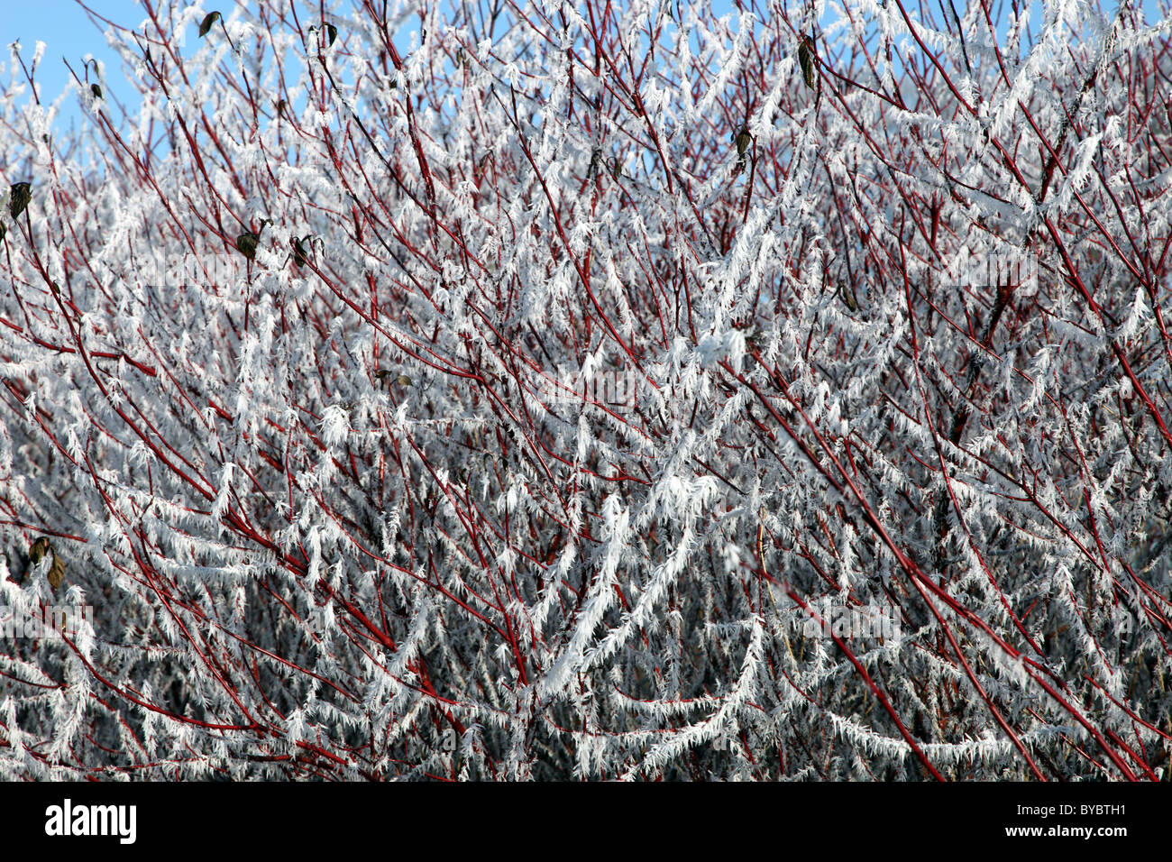 Hoar frost branches hi-res stock photography and images - Alamy