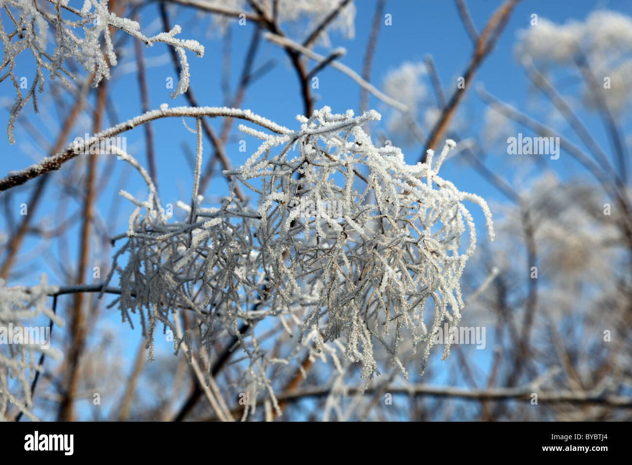 Hoar frost hi-res stock photography and images - Alamy