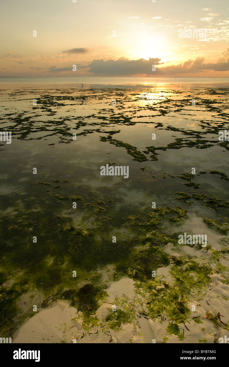 Indian Ocean off the coast of Zanzibar Stock Photo - Alamy