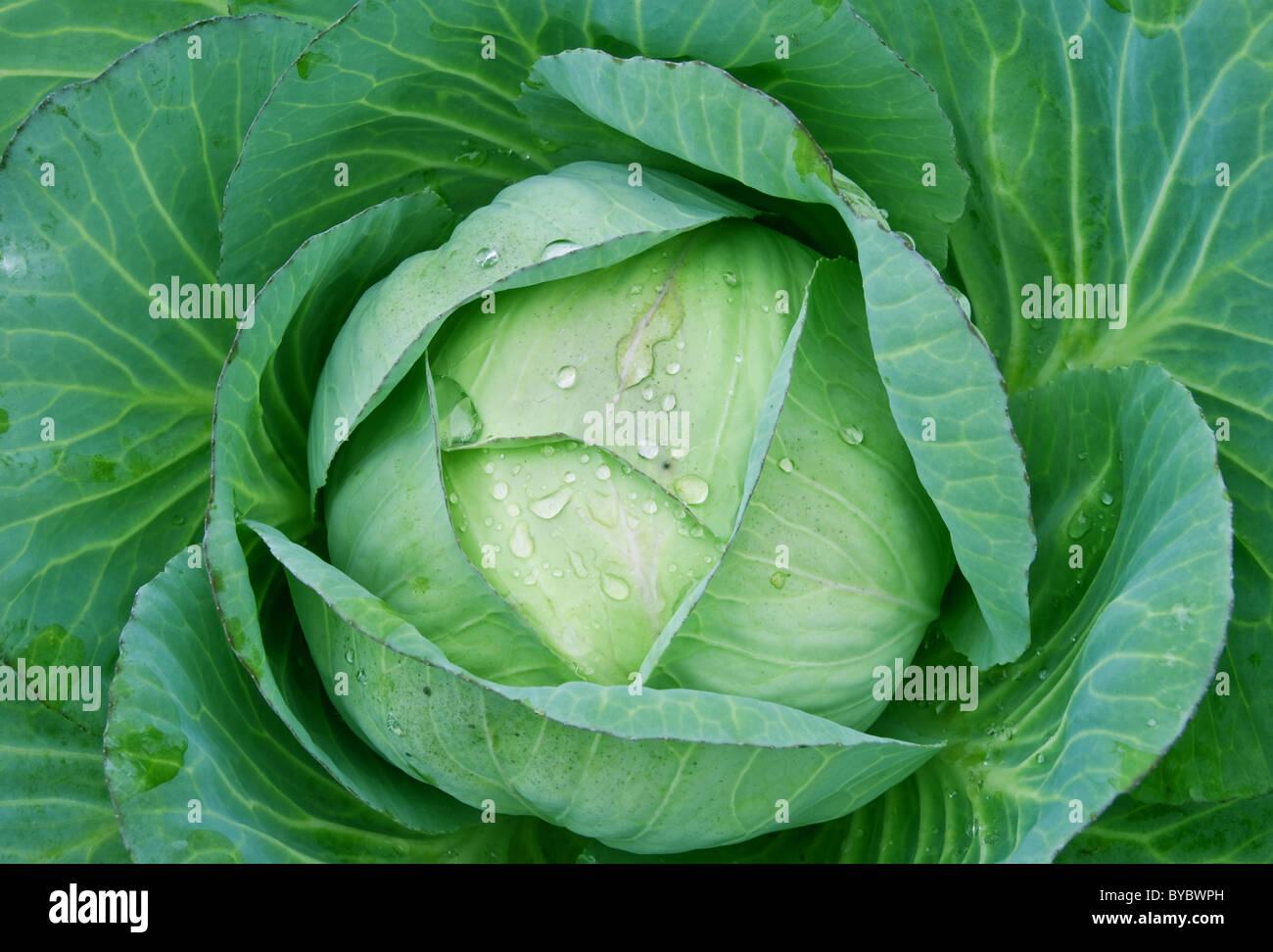 cabbage by a large plan Stock Photo - Alamy
