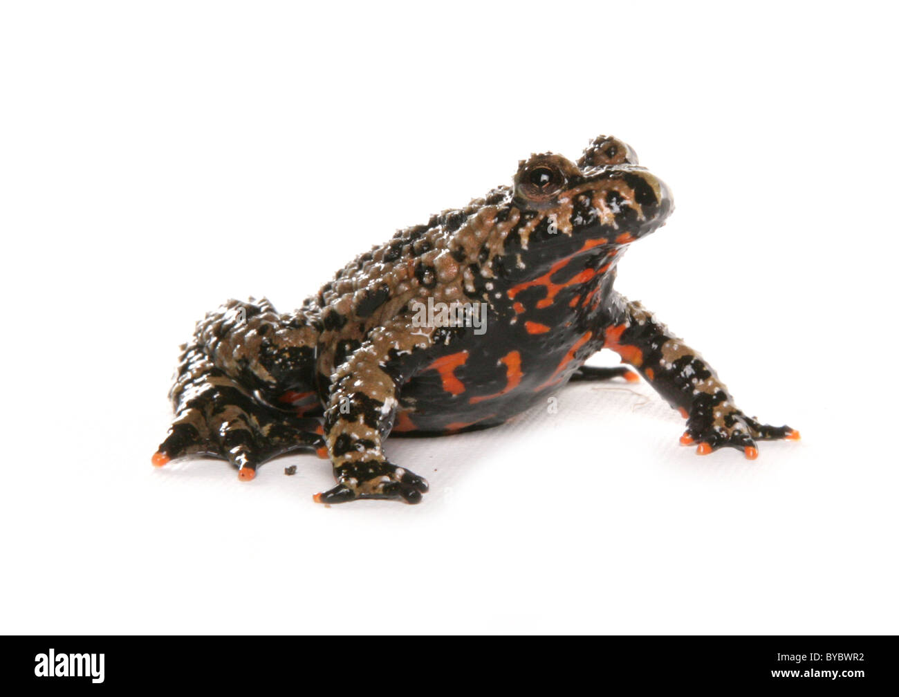 Bombina orientalis fire bellied toad hi-res stock photography and ...