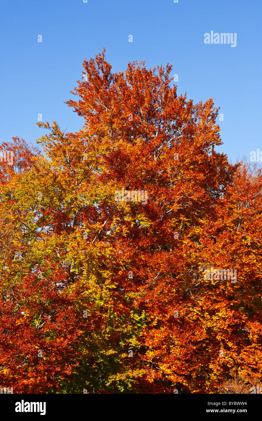 Autumnal landscape with beech trees in a sunny day Stock Photo - Alamy