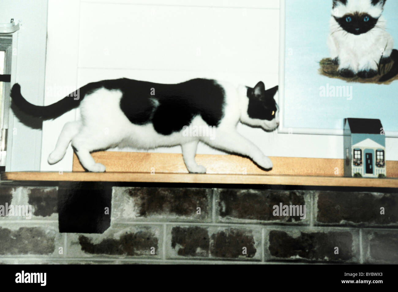 Cat walking on fireplace mantle Stock Photo - Alamy