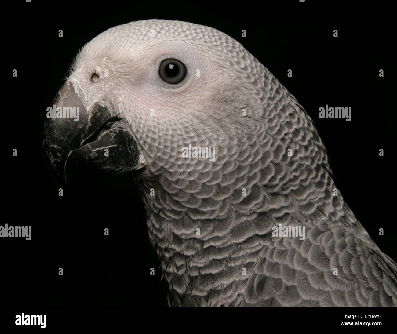 Congo African Grey Parrot Psittacus erithacus erithacus perching in a ...