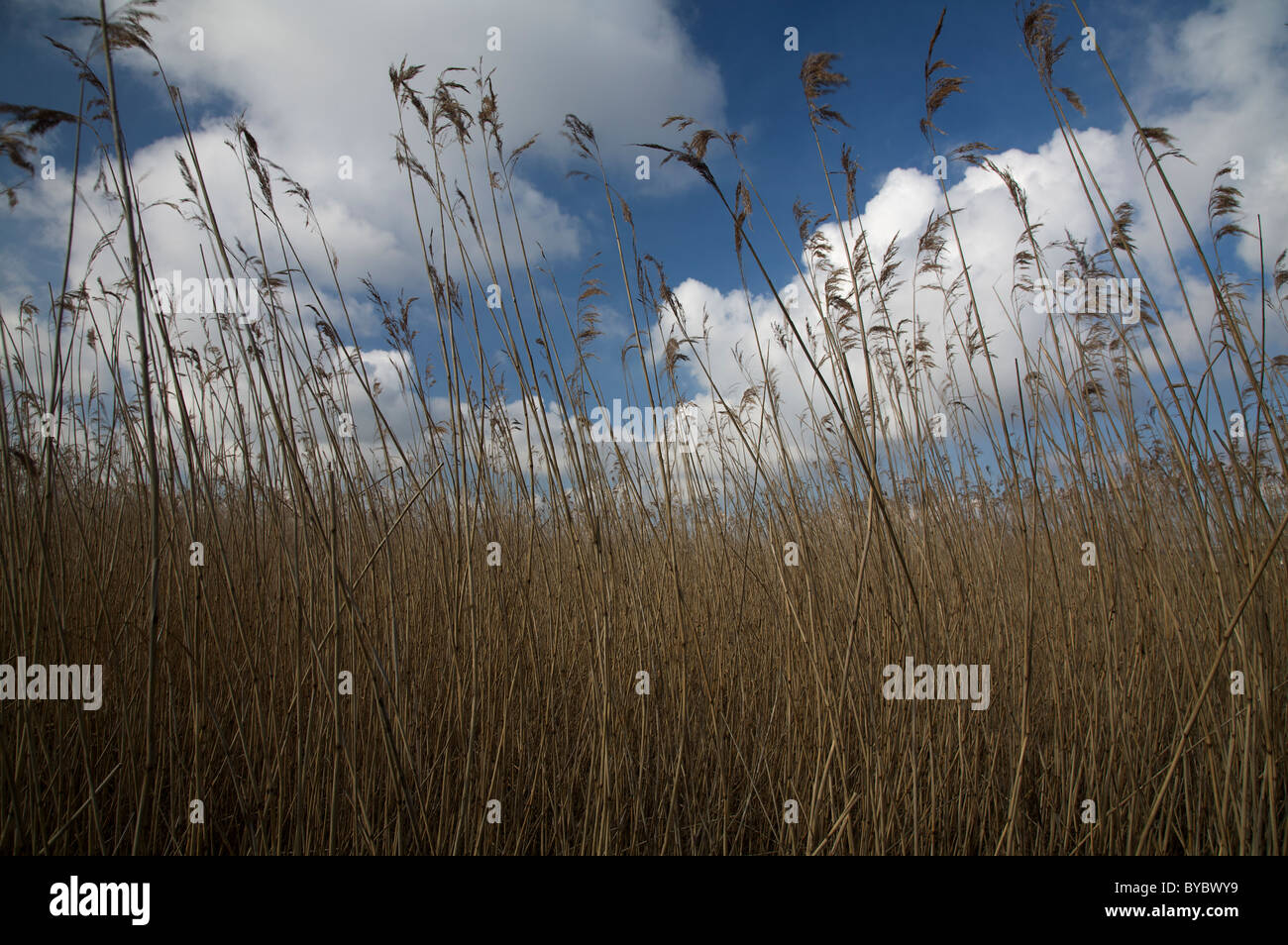 Newport Wetlands Wales High Resolution Stock Photography and Images - Alamy