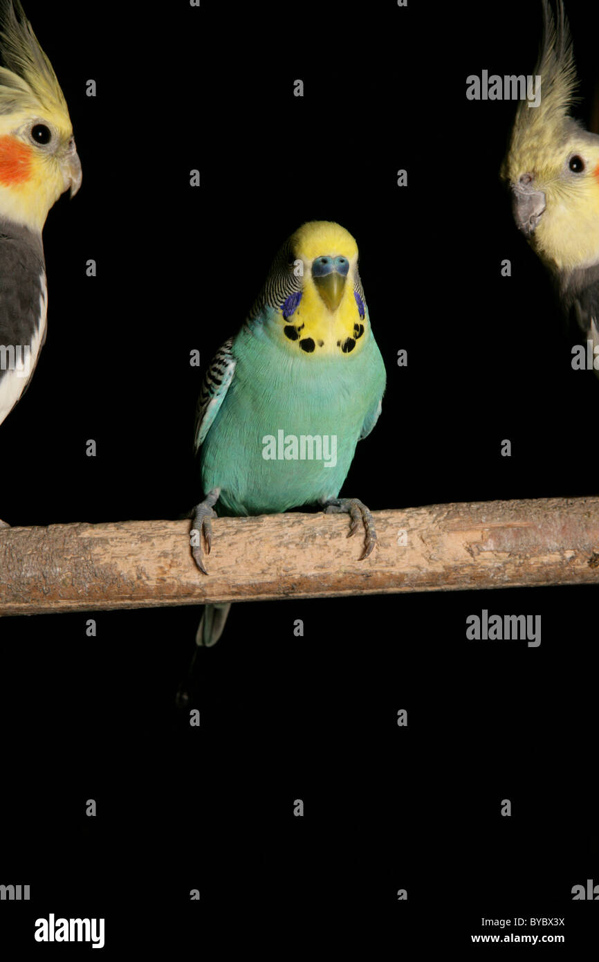 Budgerigar Melopsittacus undulatus adult perching in studio Stock Photo ...