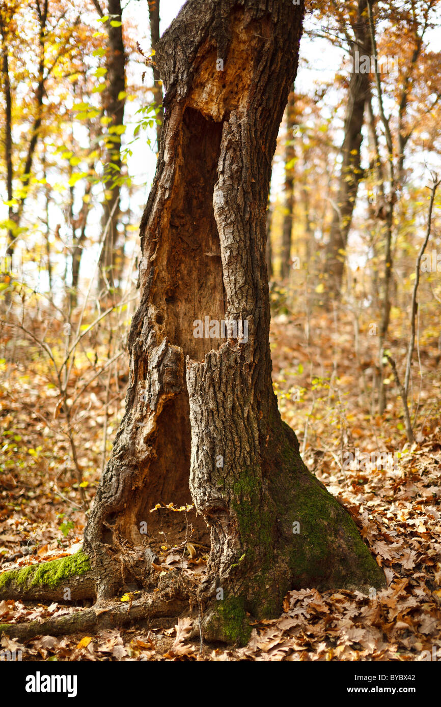 Tree Trunk Hollow Stock Photos & Tree Trunk Hollow Stock Images - Alamy