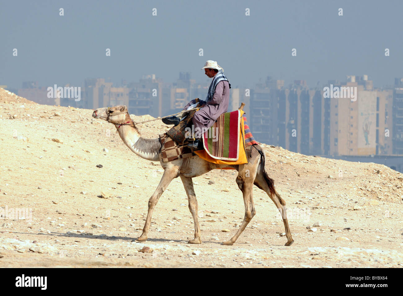 Egypt, local riding a camel at Giza in Egypt with Cairo city in the ...