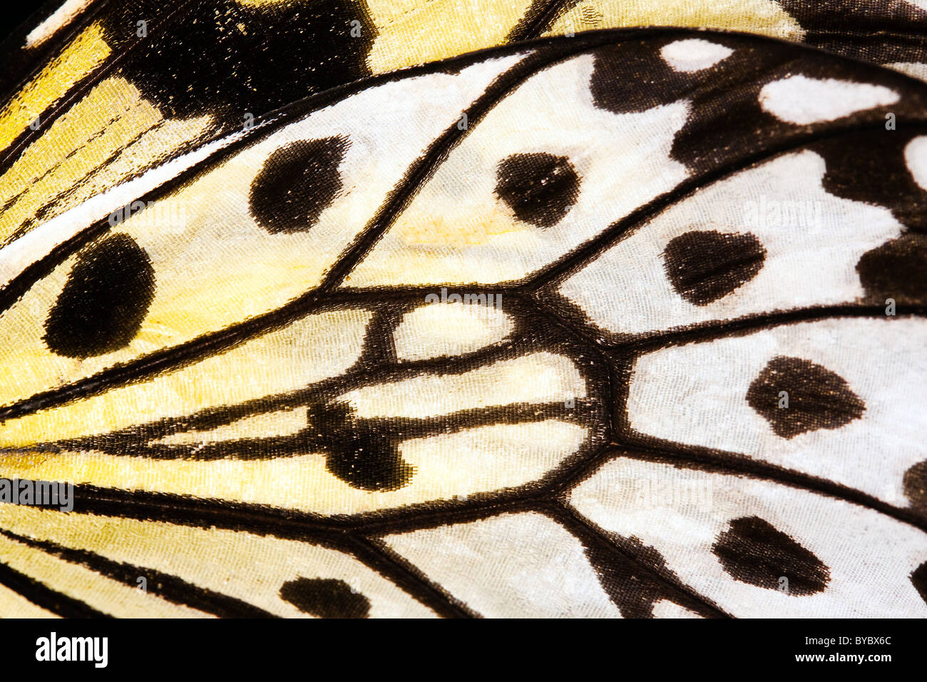 Lepidoptera scale wing hi-res stock photography and images - Alamy