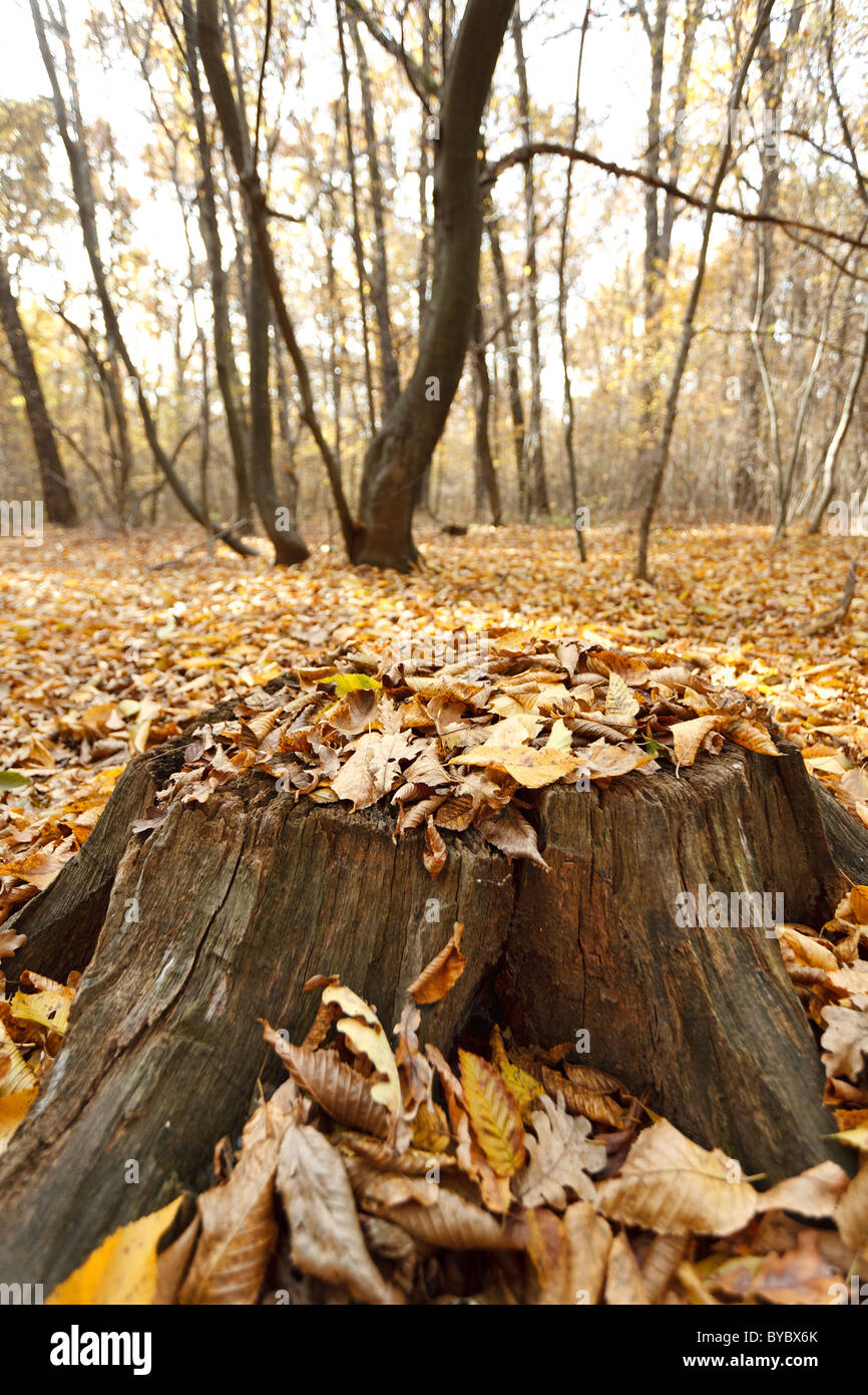 Beech stump hi-res stock photography and images - Alamy