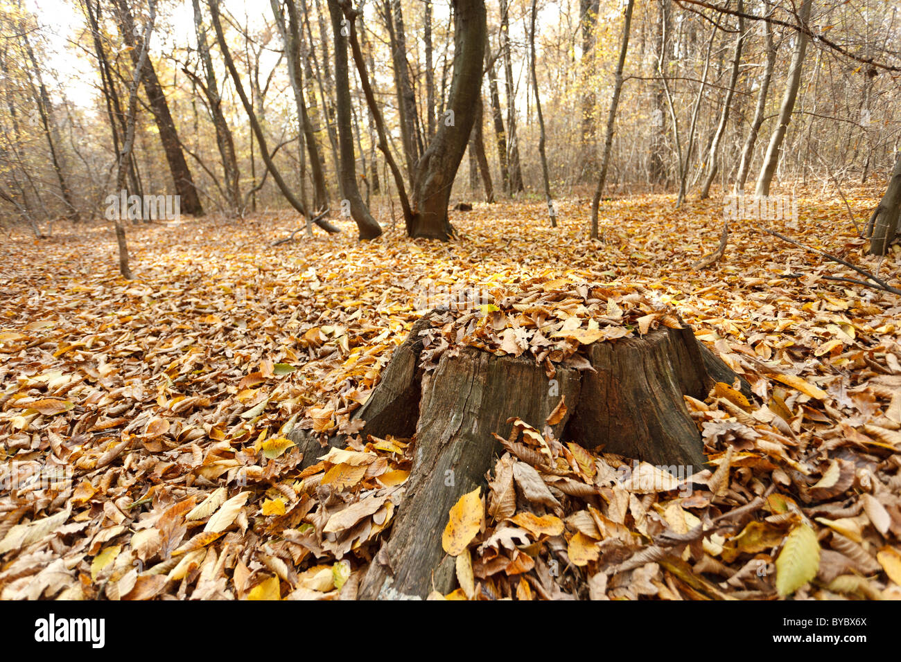 Beech stump hi-res stock photography and images - Alamy