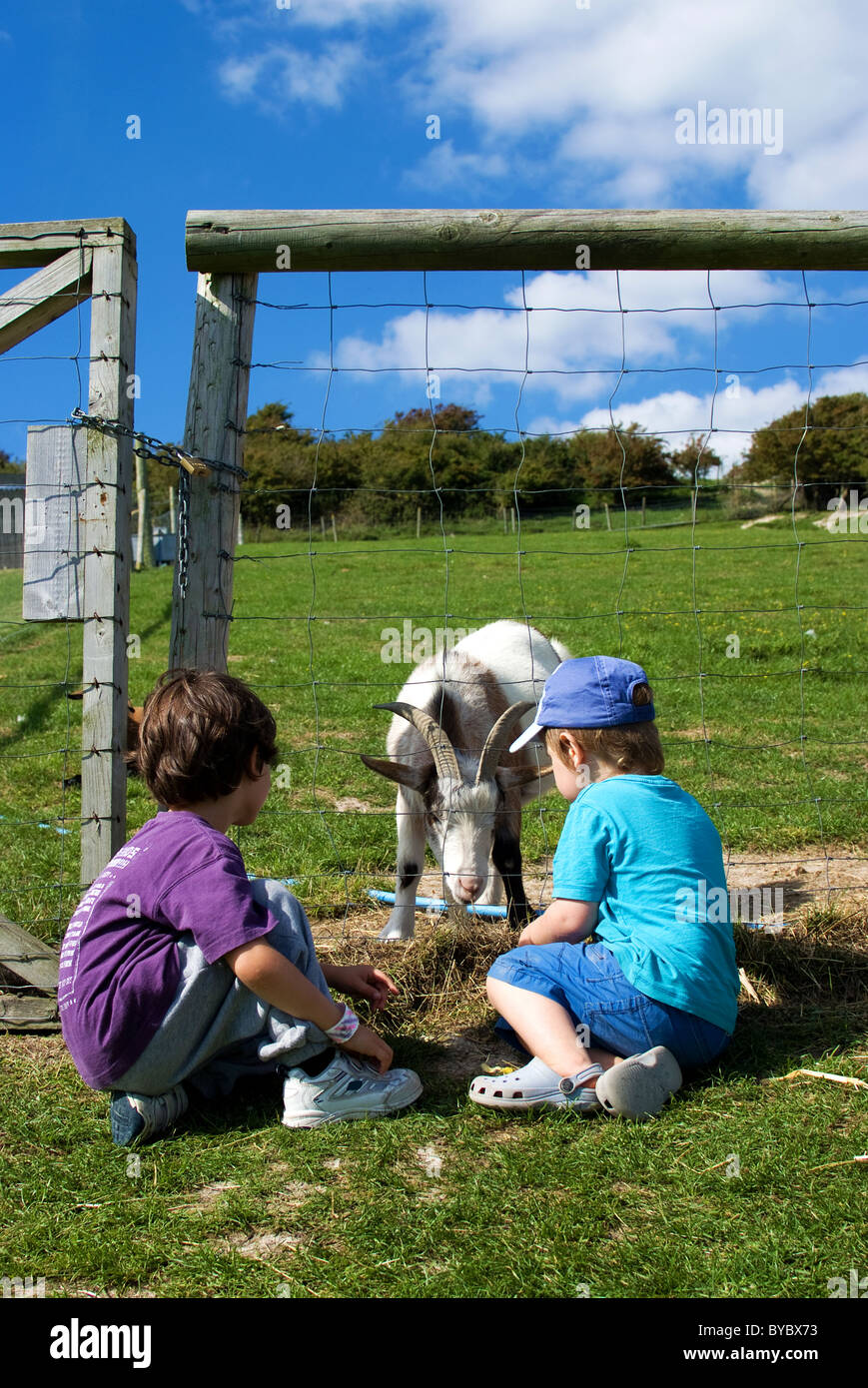 kids playing on farm, boys on sunny summer's day looking at a goat and ...