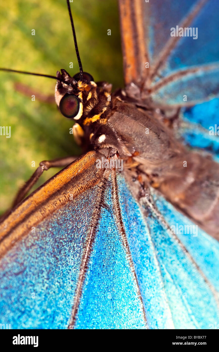 Close up on a butterfly Stock Photo - Alamy