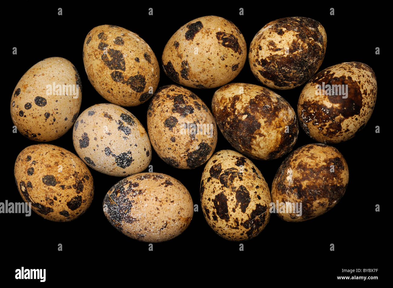 Quails hi-res stock photography and images - Alamy