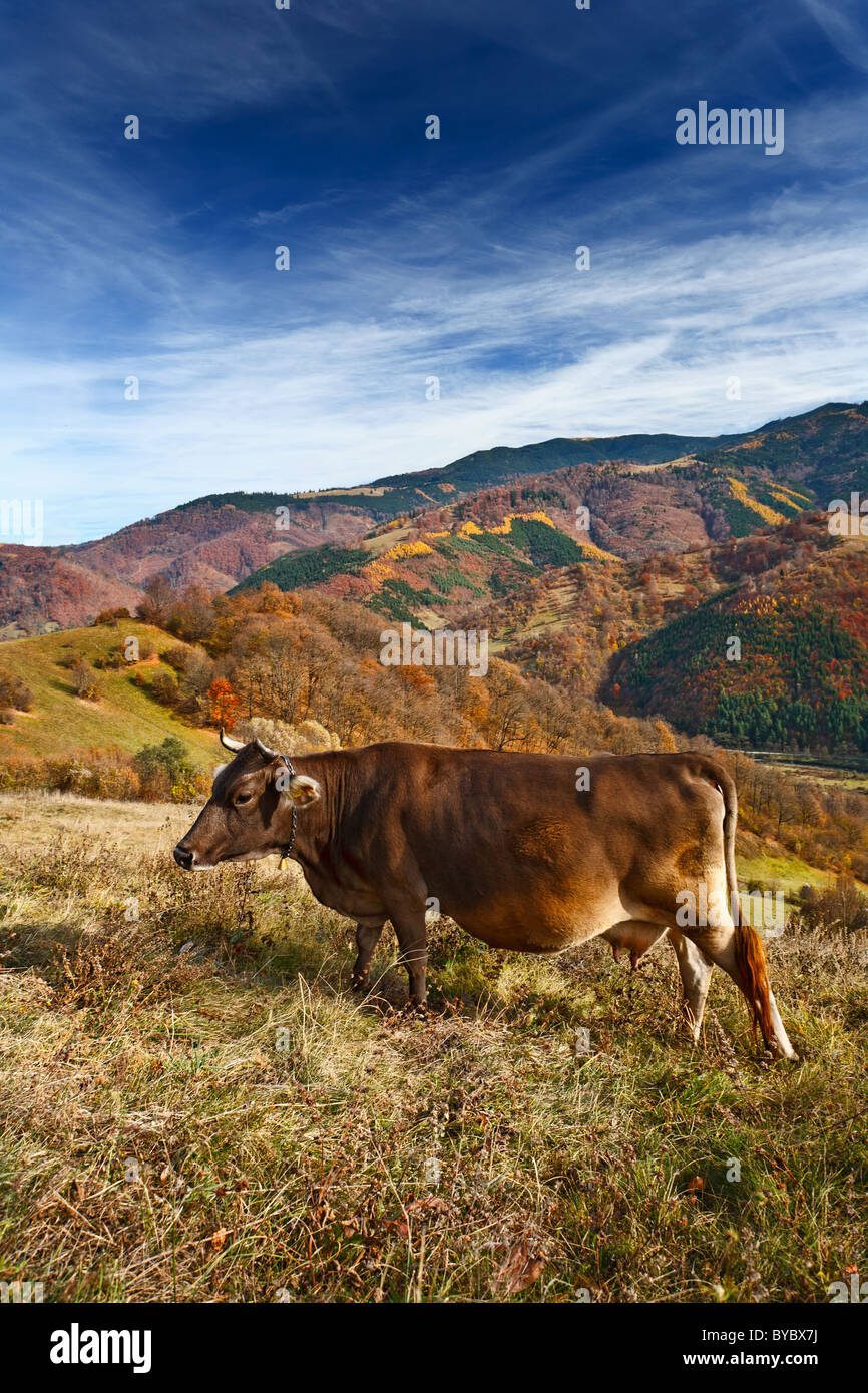 Cow grazing with a colorful alpine landscape in background Stock Photo ...