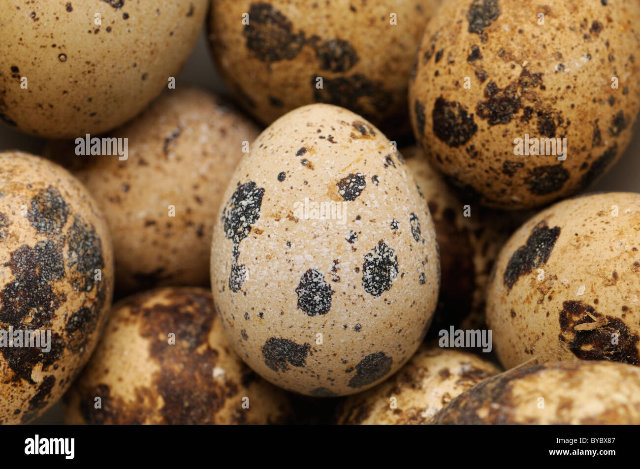 Quails hi-res stock photography and images - Alamy