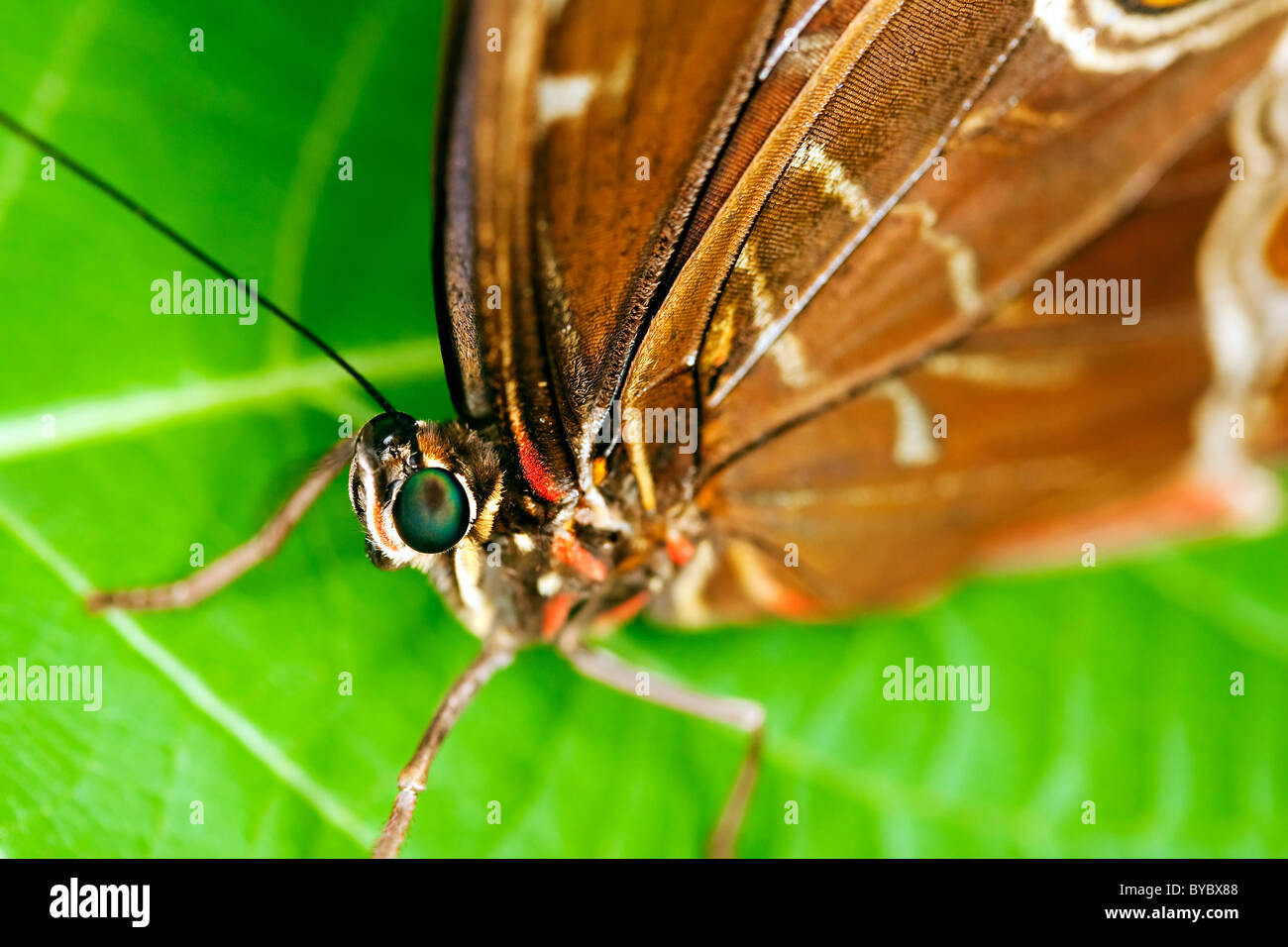Butterfly in close up Stock Photo - Alamy