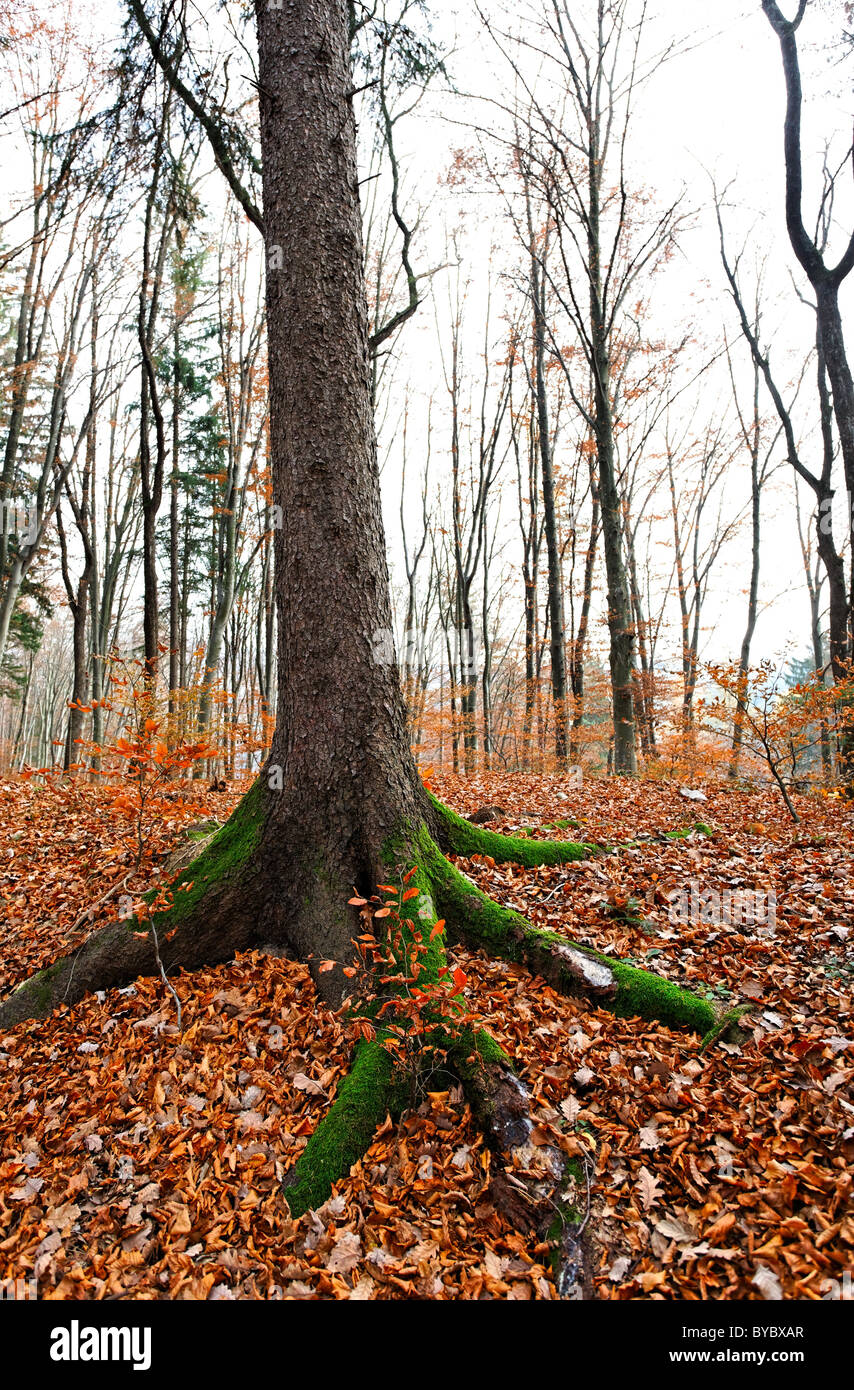 Landscape with tree with big roots in the forest Stock Photo - Alamy