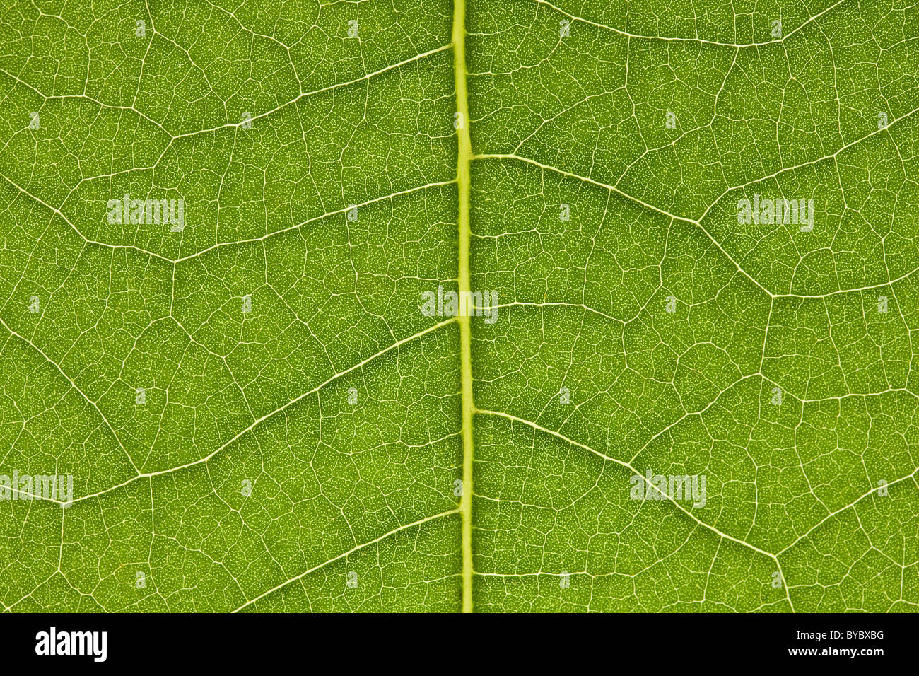 Leaft hi-res stock photography and images - Alamy