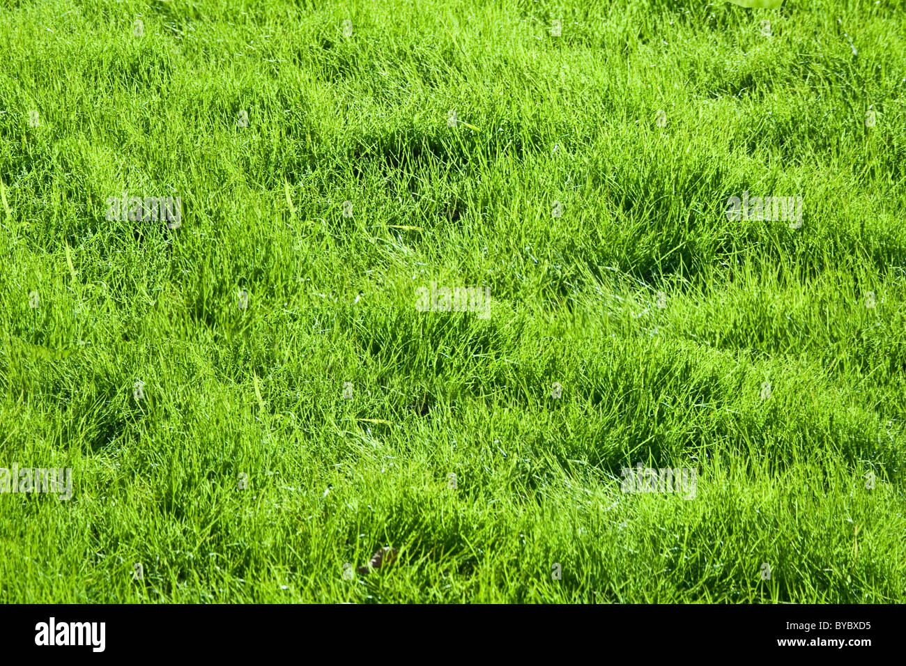 Grass structure in a sunny day Stock Photo - Alamy