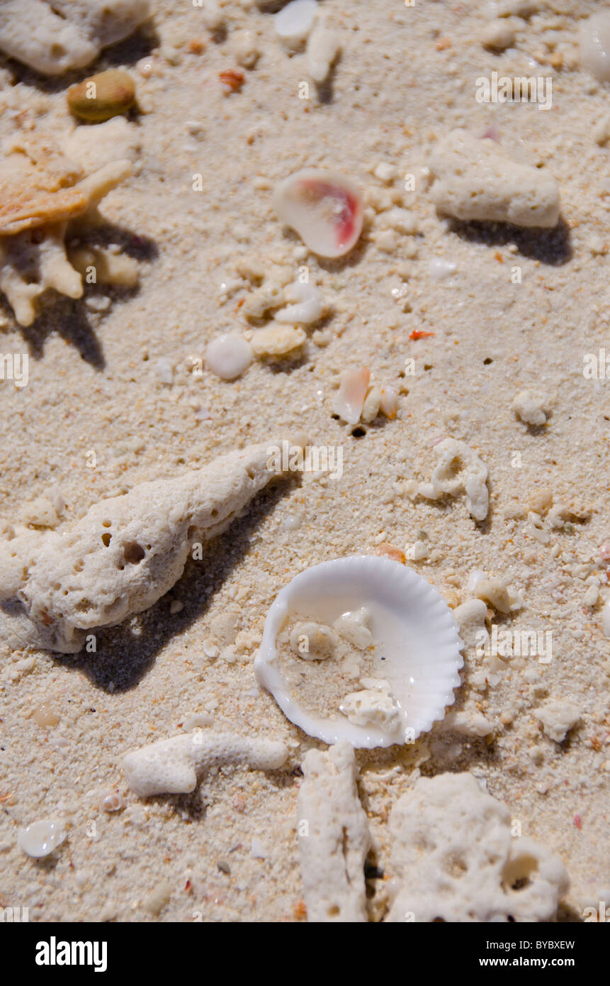 Thailand, Andaman Sea, Phuket, Bamboo Island. Beach detail with shells ...