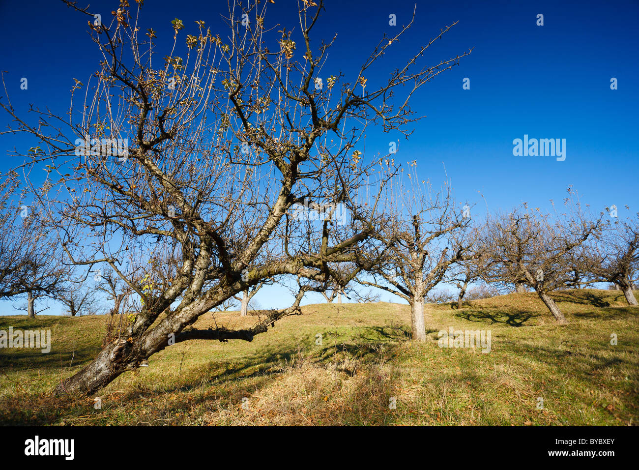 Orchard with empty trees in the late November, after all the fruits ...