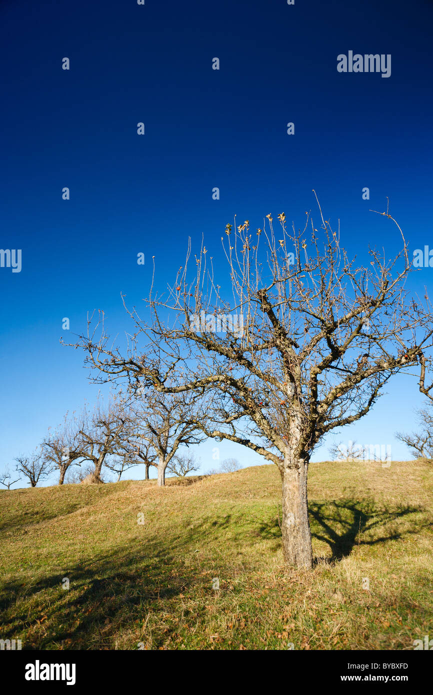 Orchard with empty trees in the late November, after all the fruits ...