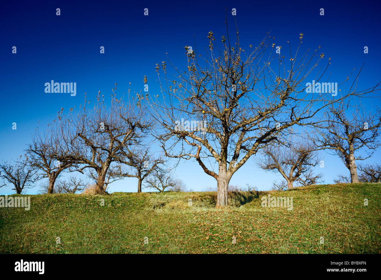 Orchard with empty trees in the late November, after all the fruits ...