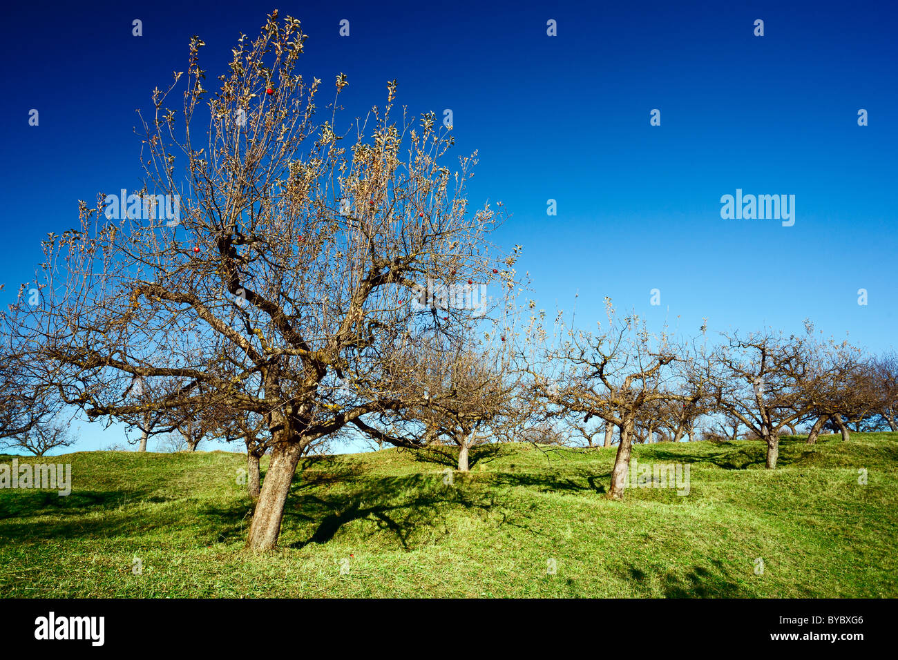 Landscape with empty trees in an orchard, after harvest Stock Photo - Alamy