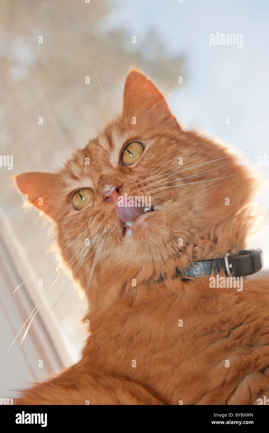 Red cat making faces Stock Photo - Alamy