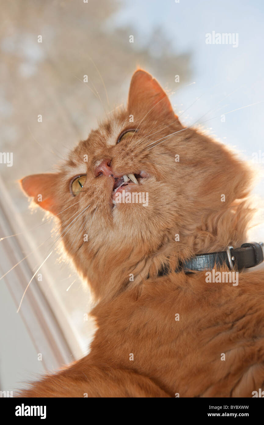 Funny cat faces hi-res stock photography and images - Alamy
