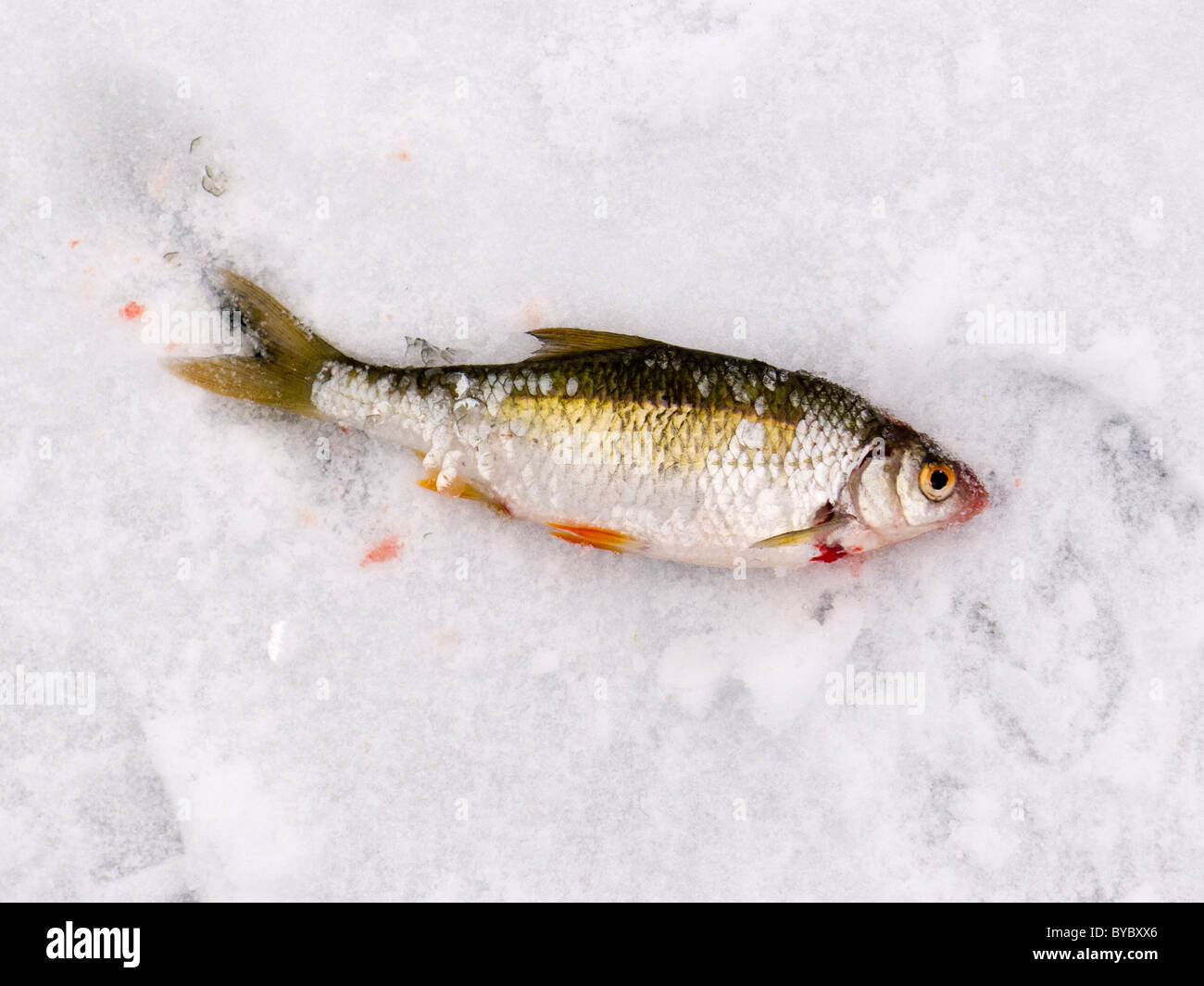 Dead roach laying on the ice Stock Photo - Alamy