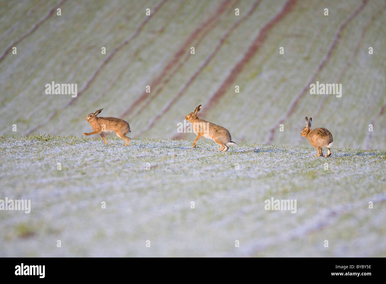 Brown Hares chasing Stock Photo - Alamy