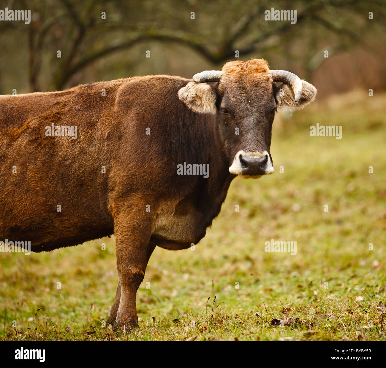 Single cow on a lawn near an orchard Stock Photo - Alamy