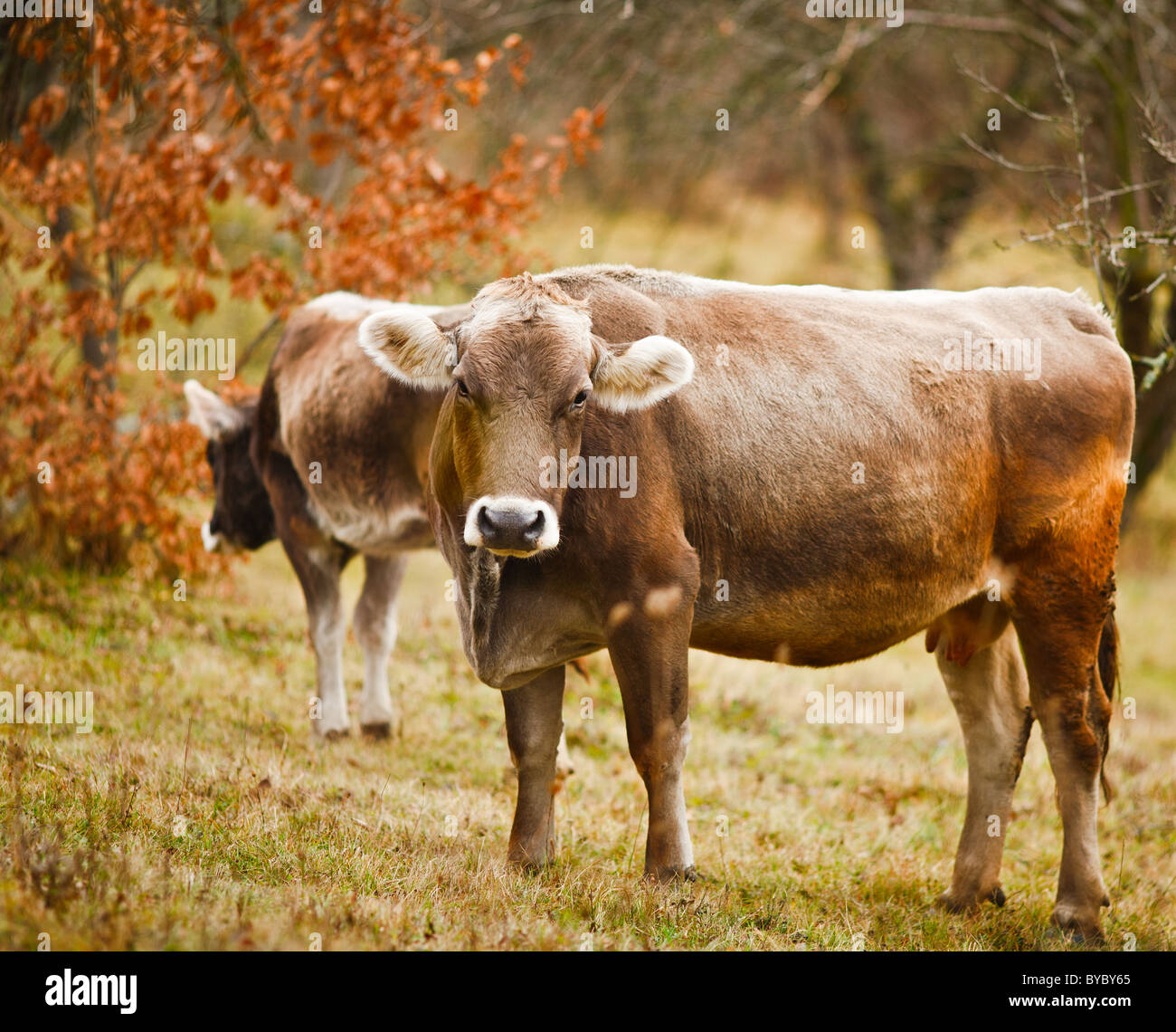 Maroon cow hi-res stock photography and images - Alamy