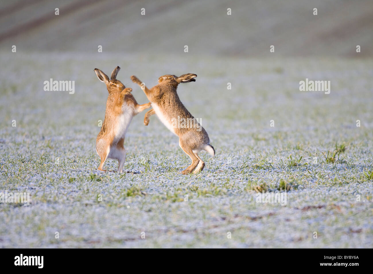 Brown Hares boxing Stock Photo - Alamy