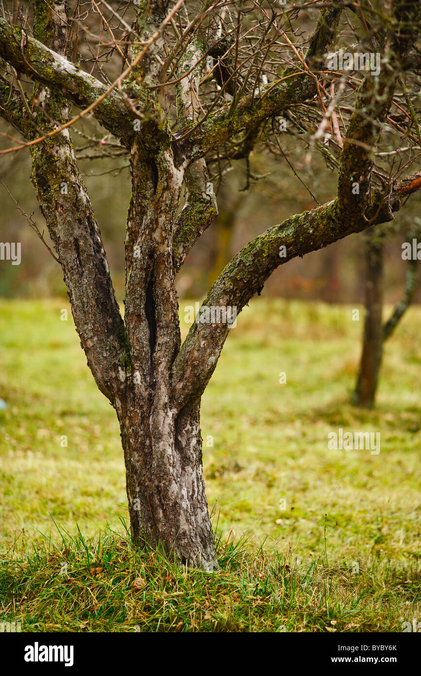 Landscape with empty apple trees in an orchard Stock Photo - Alamy