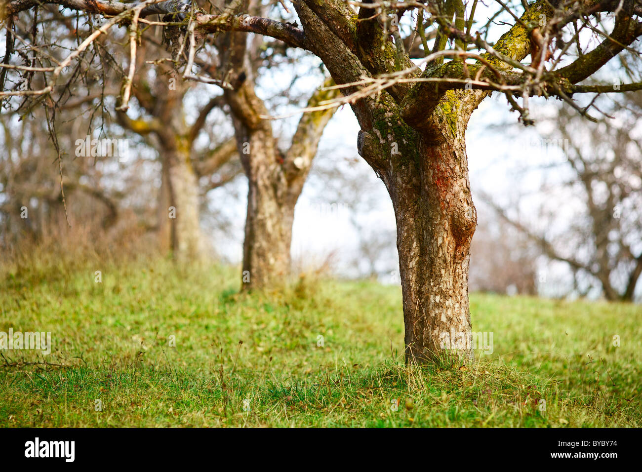 Landscape with empty apple trees in an orchard Stock Photo - Alamy