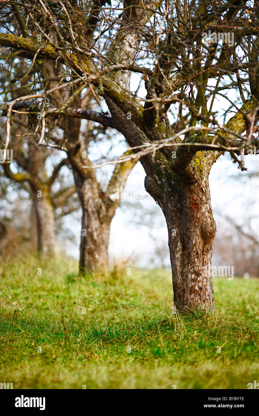 Landscape with empty apple trees in an orchard Stock Photo - Alamy