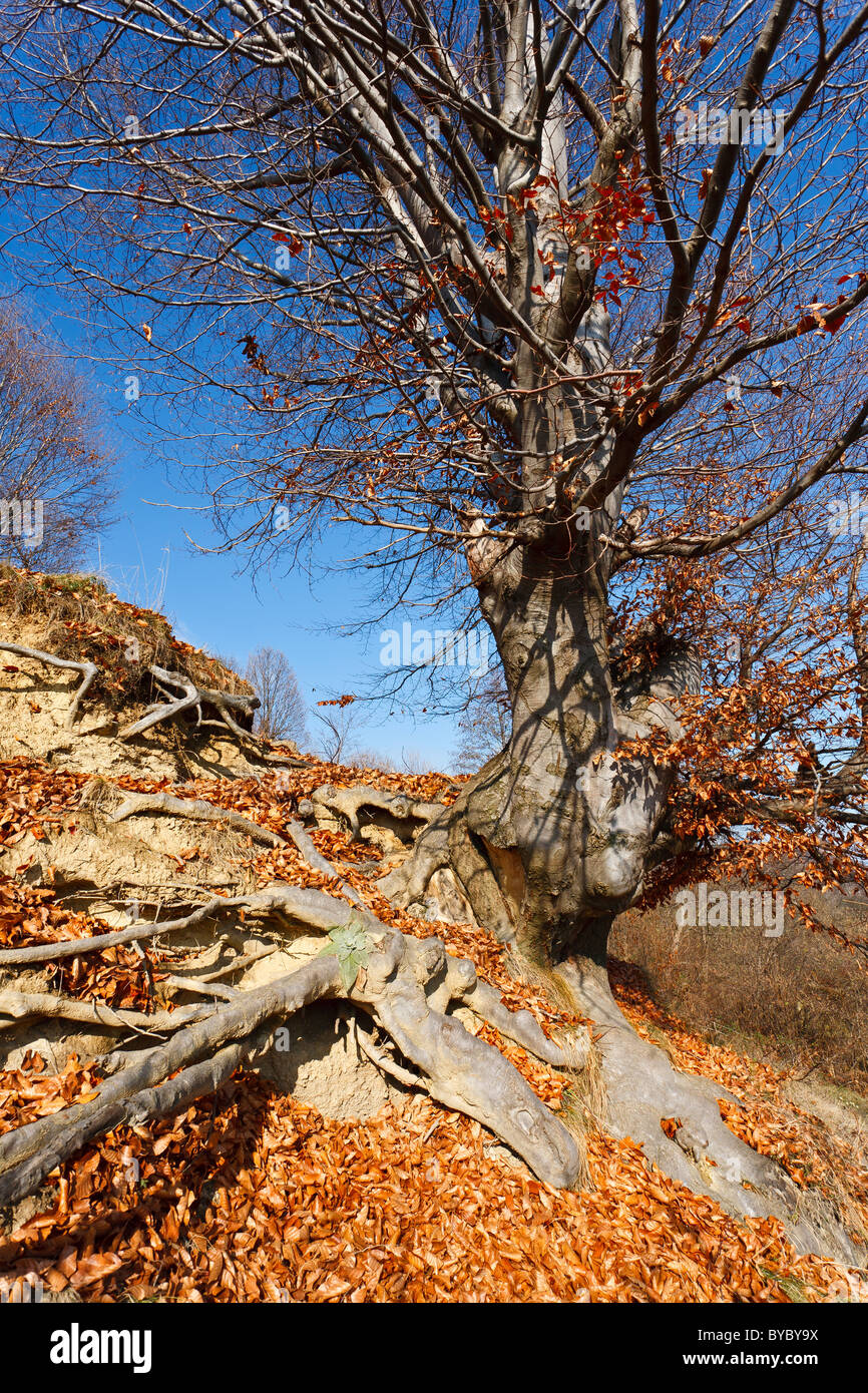 Big single beech tree on a hill Stock Photo - Alamy