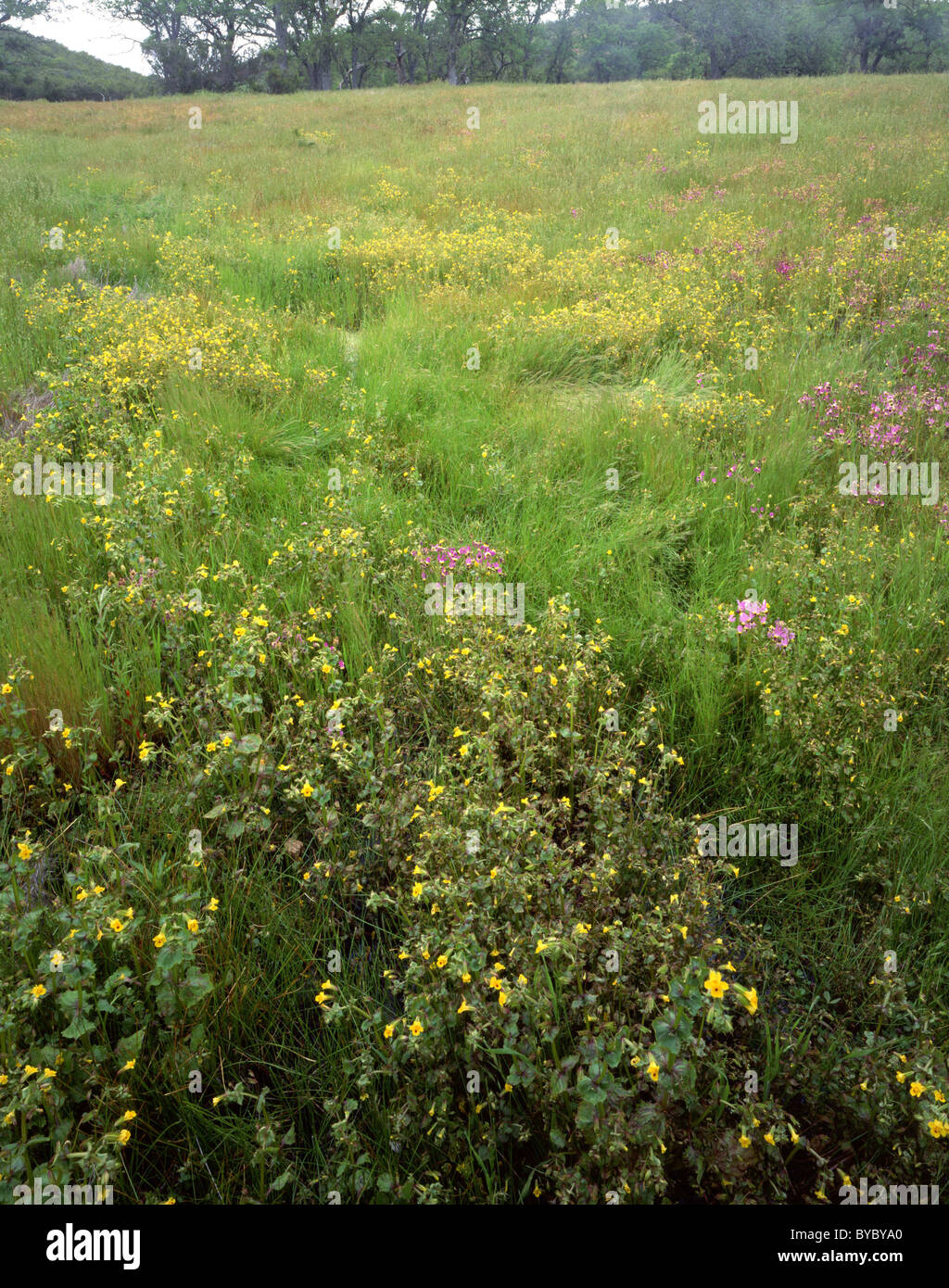 Spring, Wildflowers, Pinnacles National Park, California Stock Photo ...