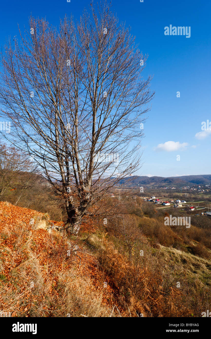Big single beech tree on a hill Stock Photo - Alamy