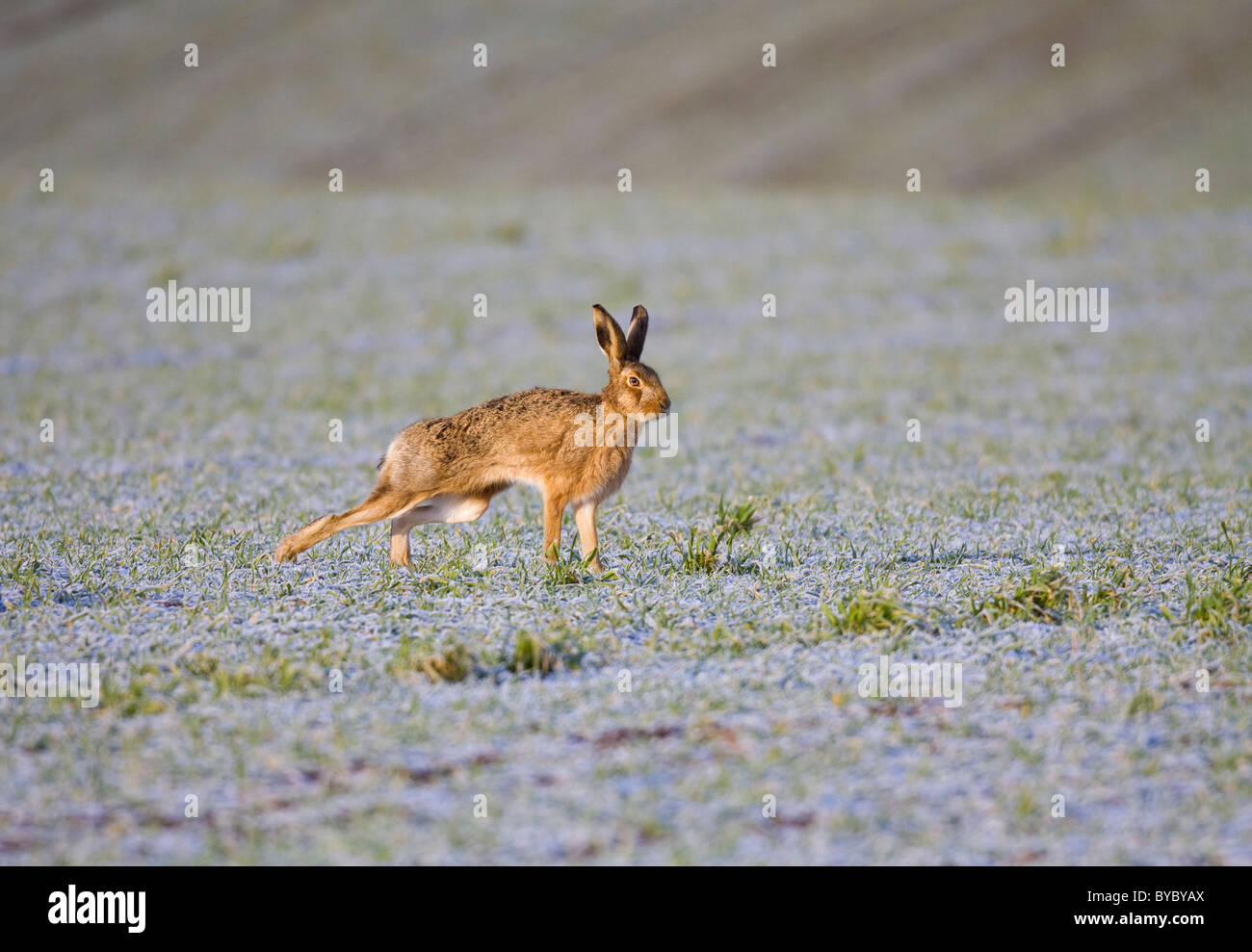 Brown Hare stretching Stock Photo - Alamy