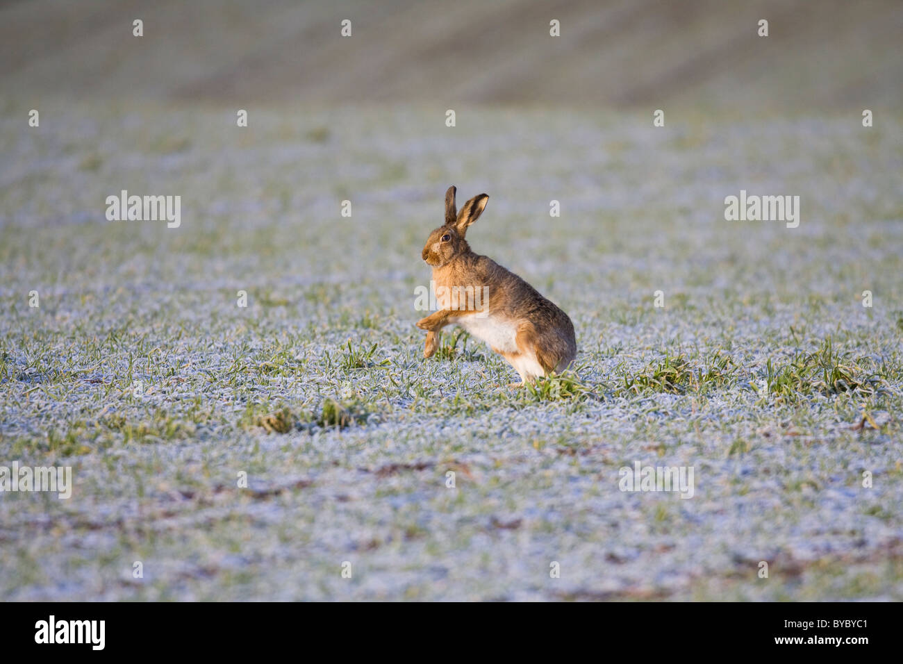 Brown Hare standing on its rear legs Stock Photo - Alamy
